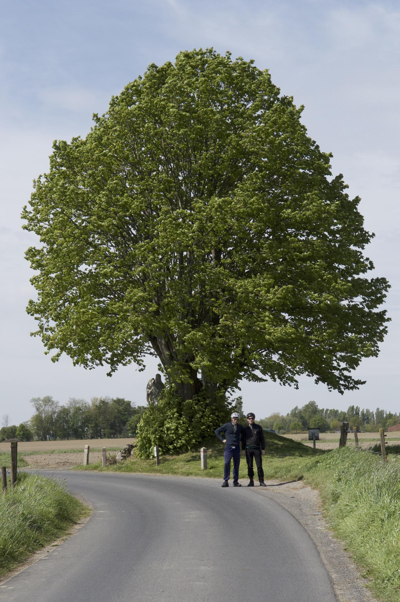 Linde - Moorslede - Opmerkelijke bomen - Lijsttrekkers